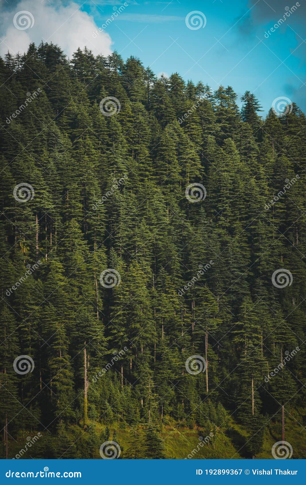 Dense Beautiful Green Pine Tree Forest in Himachal Pradesh, India Stock ...