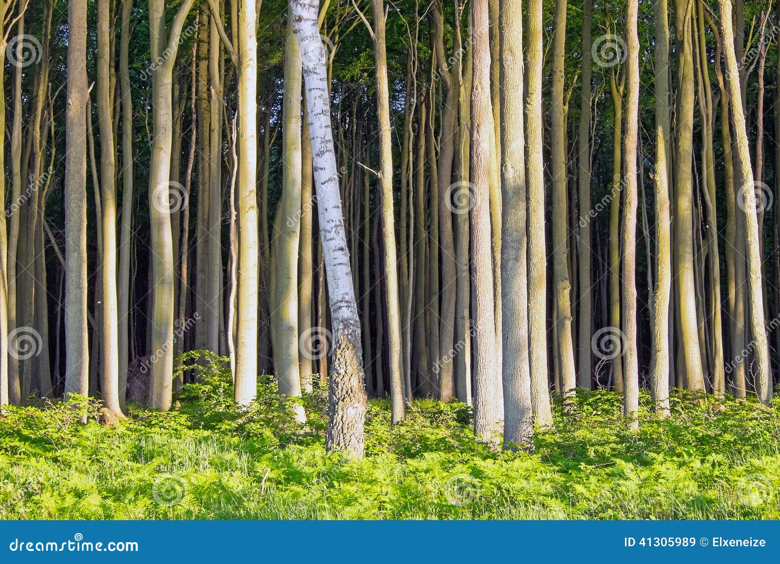 Dense beech tree forest stock image. Image of dense, tree - 41305989