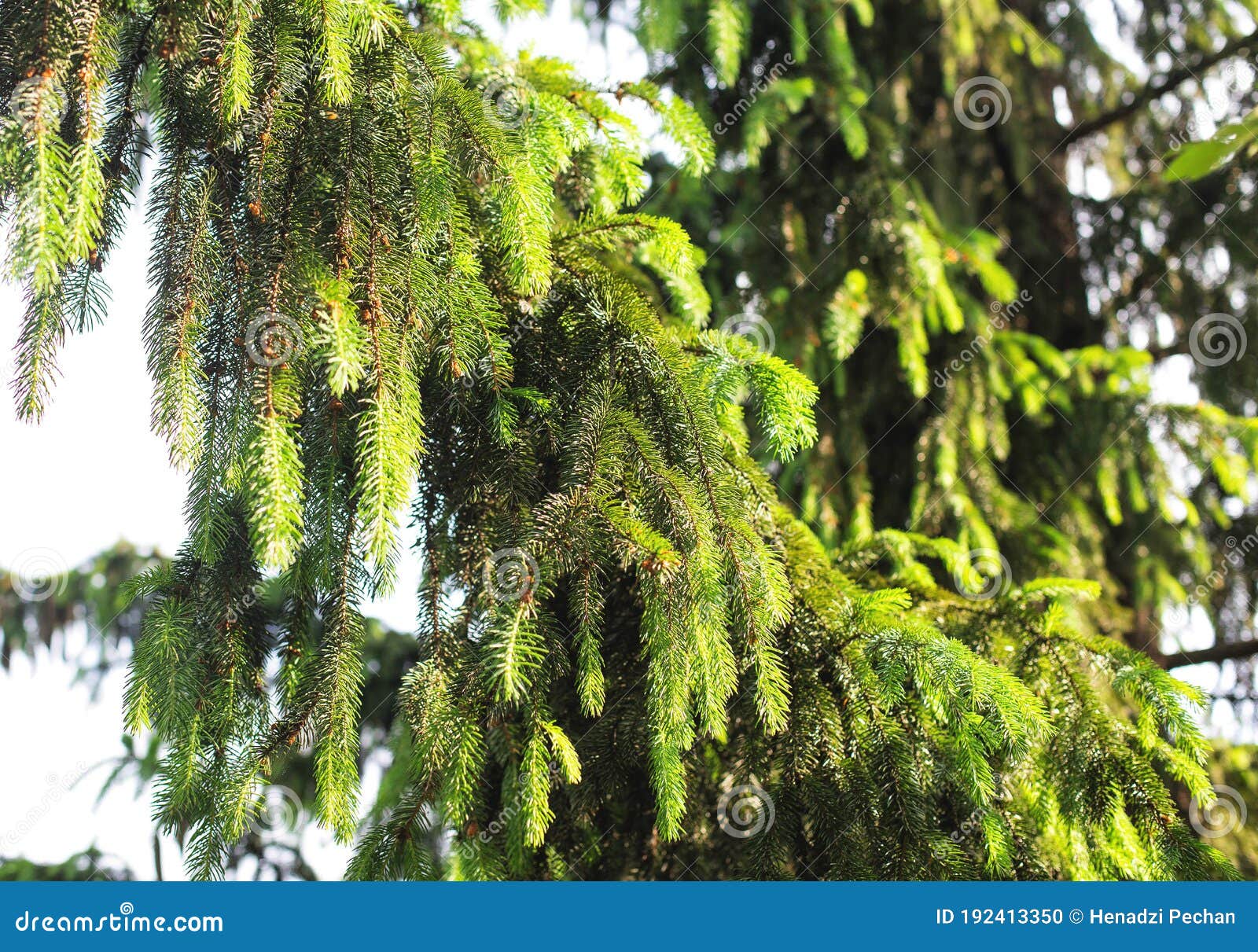 A Dense Branch of a Taiga Spruce in the Sunlight, Wildlife. Conifer ...
