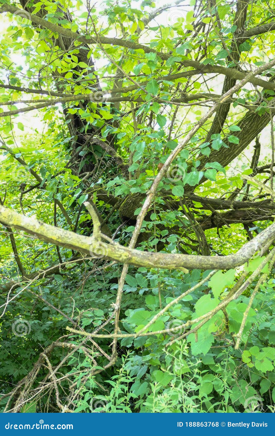 Dense branches and trees stock photo. Image of dense - 188863768