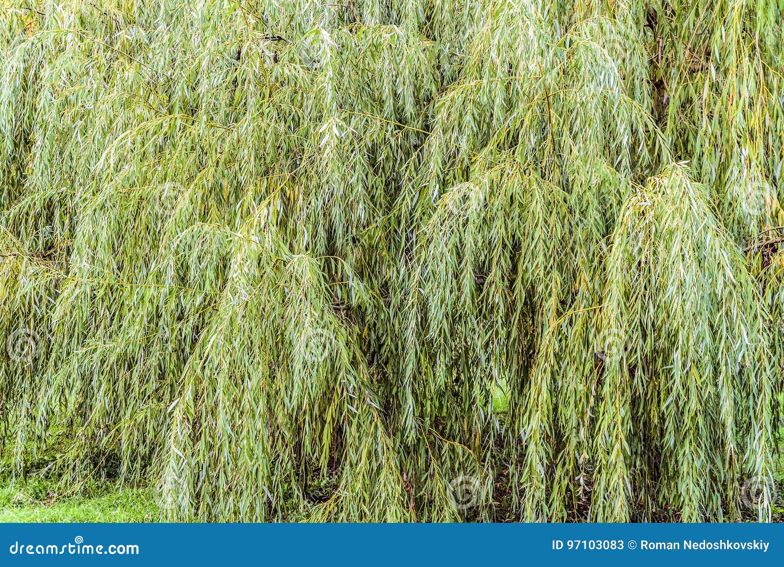 Dense Branches of a Weeping Willow Tree Stock Image - Image of park ...