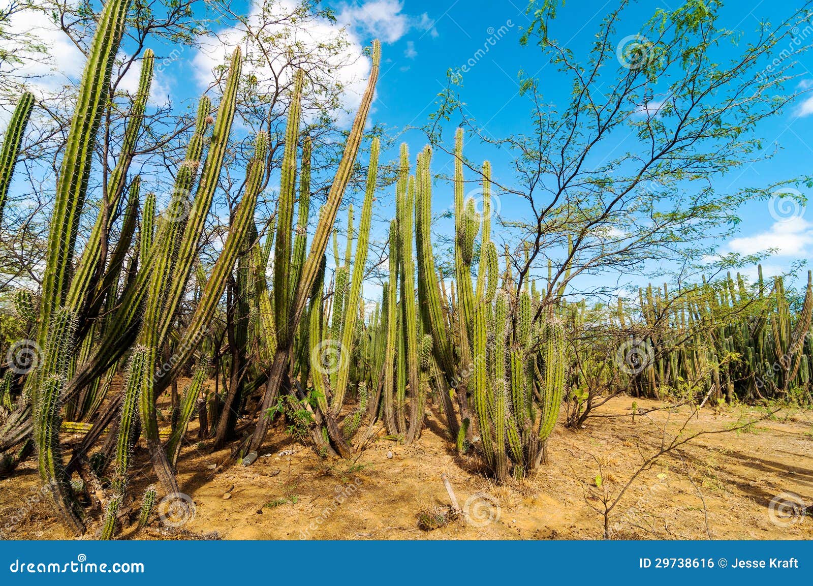 A Forest of Cactus stock photo. Image of colombia, nature - 29738616