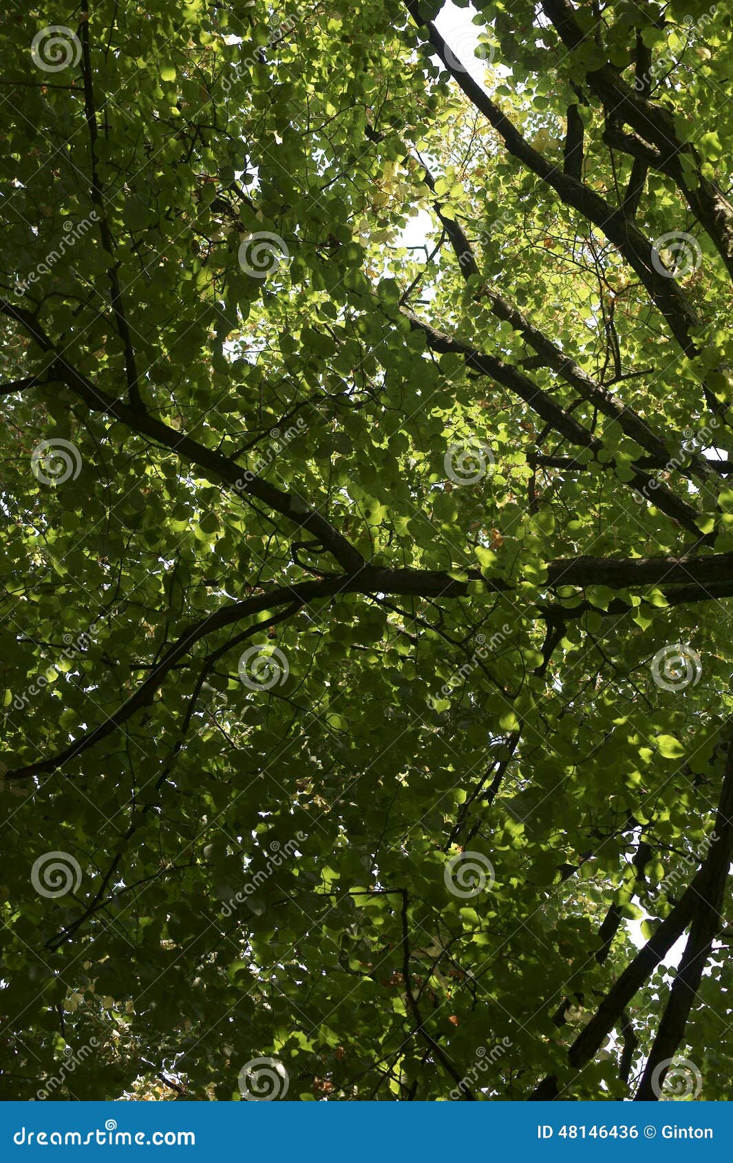 Dense canopy stock photo. Image of branches, opaque, overgrown - 48146436