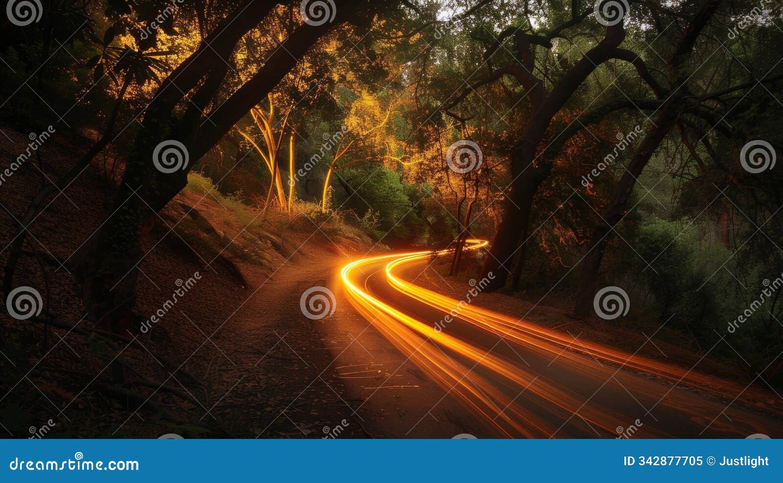 A Dense Canopy of Trees Casts Mystical Shadows Over the Forest Pathway ...
