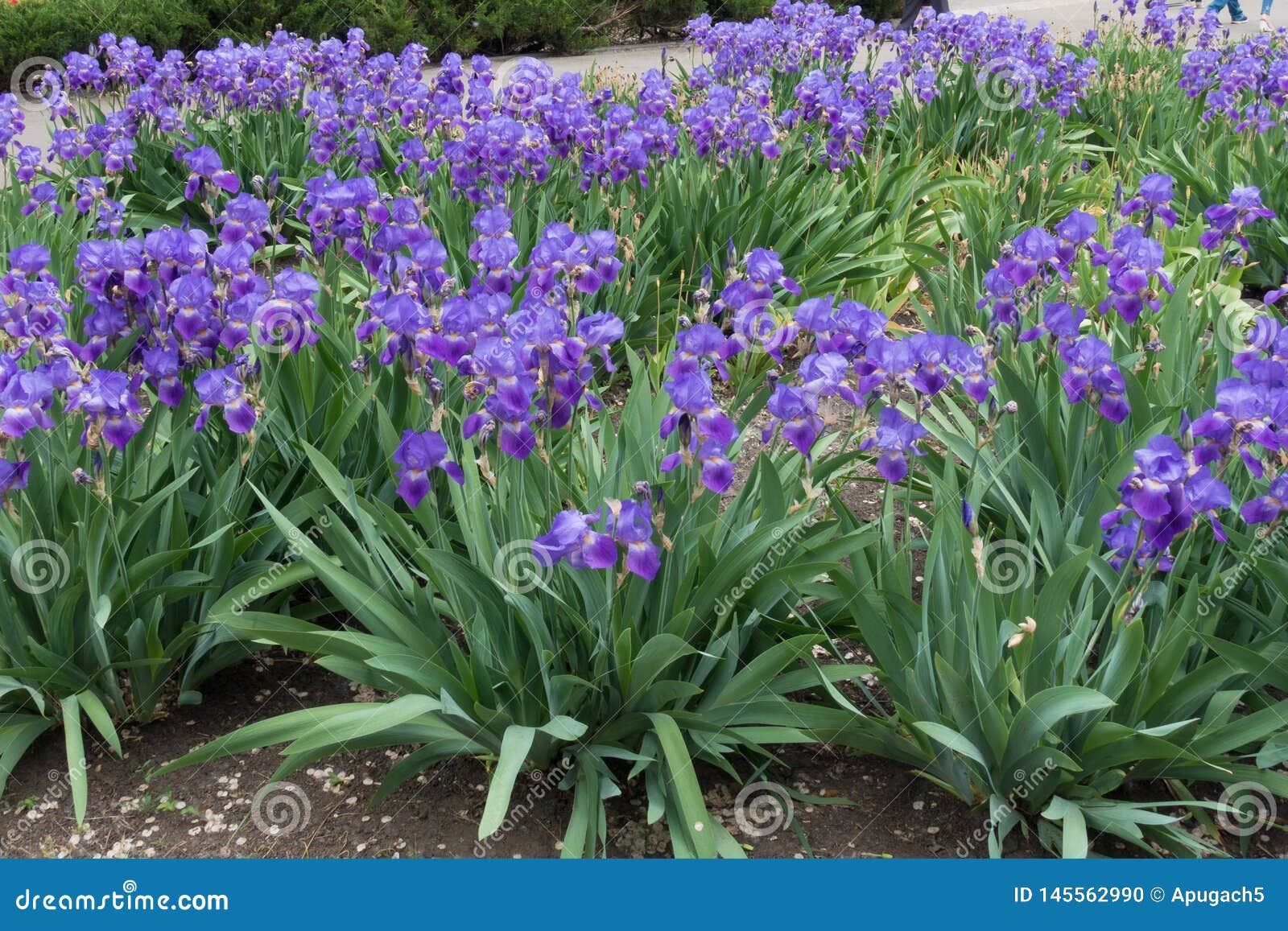 Dense Clumps of Bearded Iris with Lots of Violet Flowers Stock Photo ...