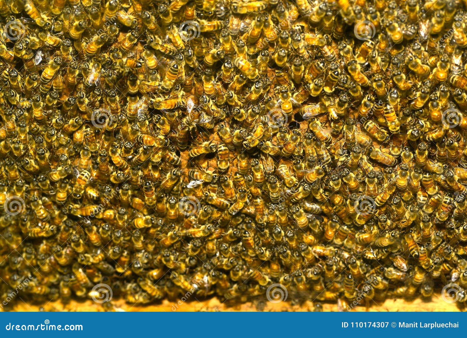 A Dense Cluster of Swarms of Bees in the Nest. Stock Image - Image of ...