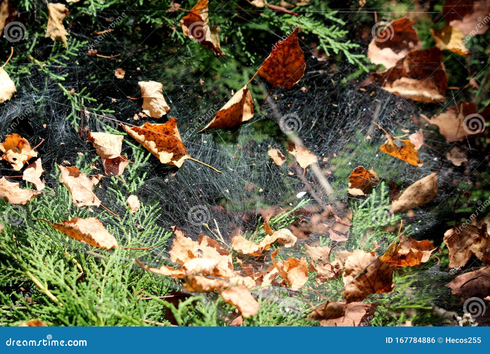 Dense Cobweb Holding Multiple Dark Brown Fallen Leaves Mixed with Green ...