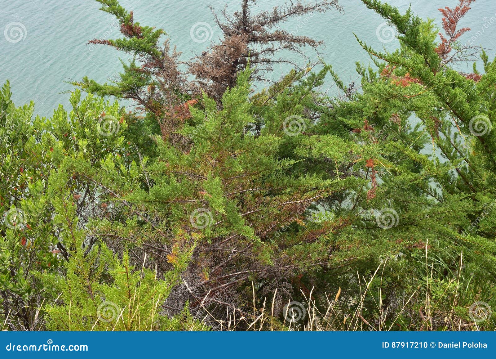 Dense Conifer Tree Branches Stock Photo - Image of green, conifer: 87917210