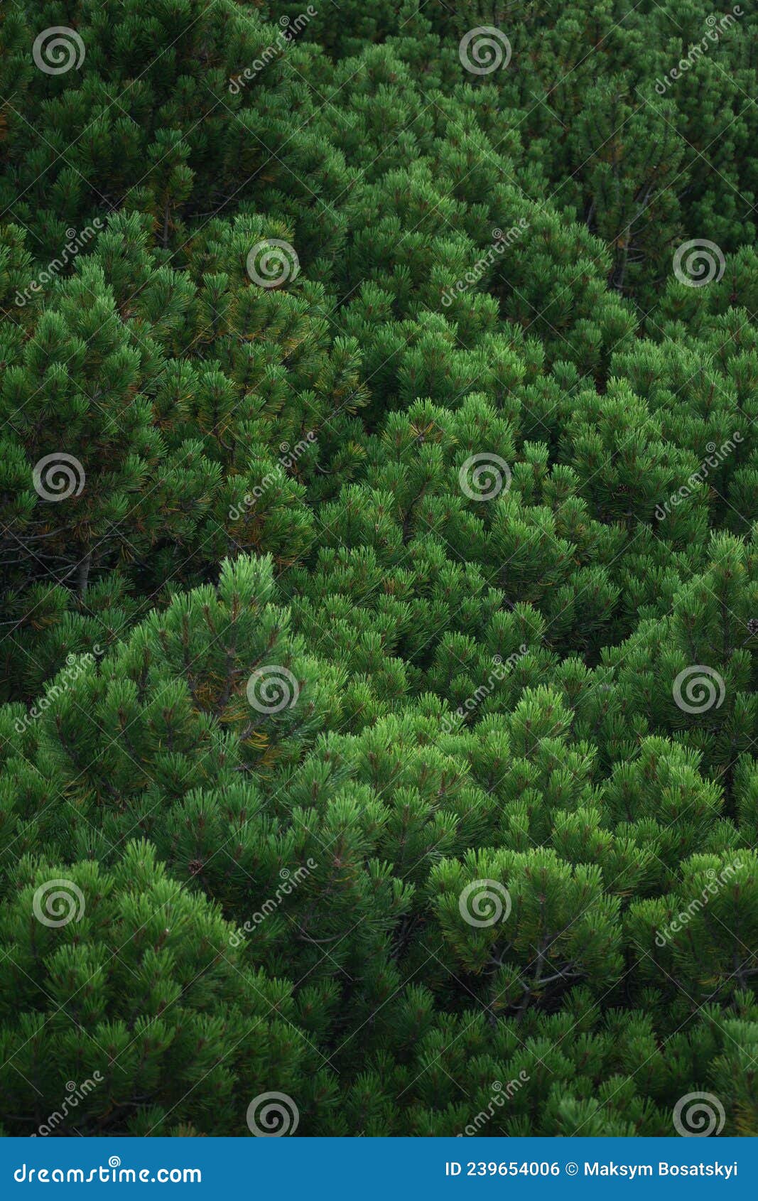 Dense Coniferous Shrubs Grow in Mountain Forests Stock Photo - Image of ...
