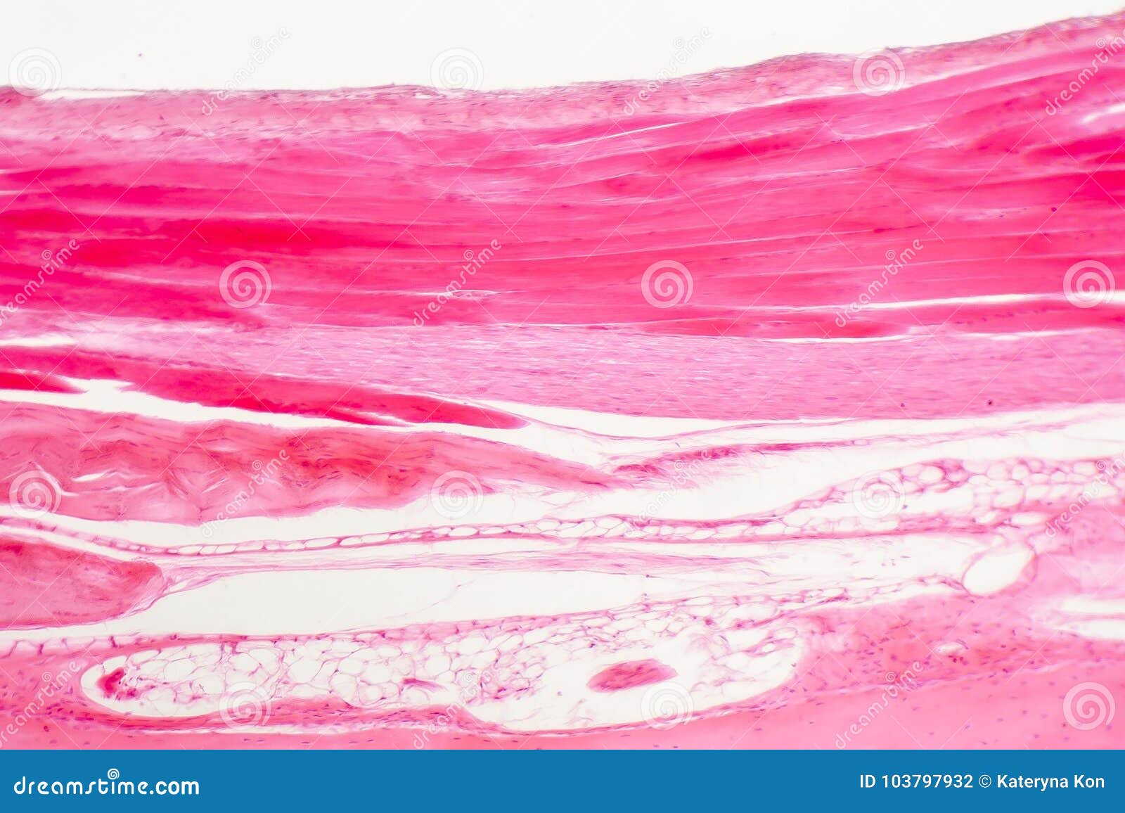 Dense Regular Tissue Under Microscope