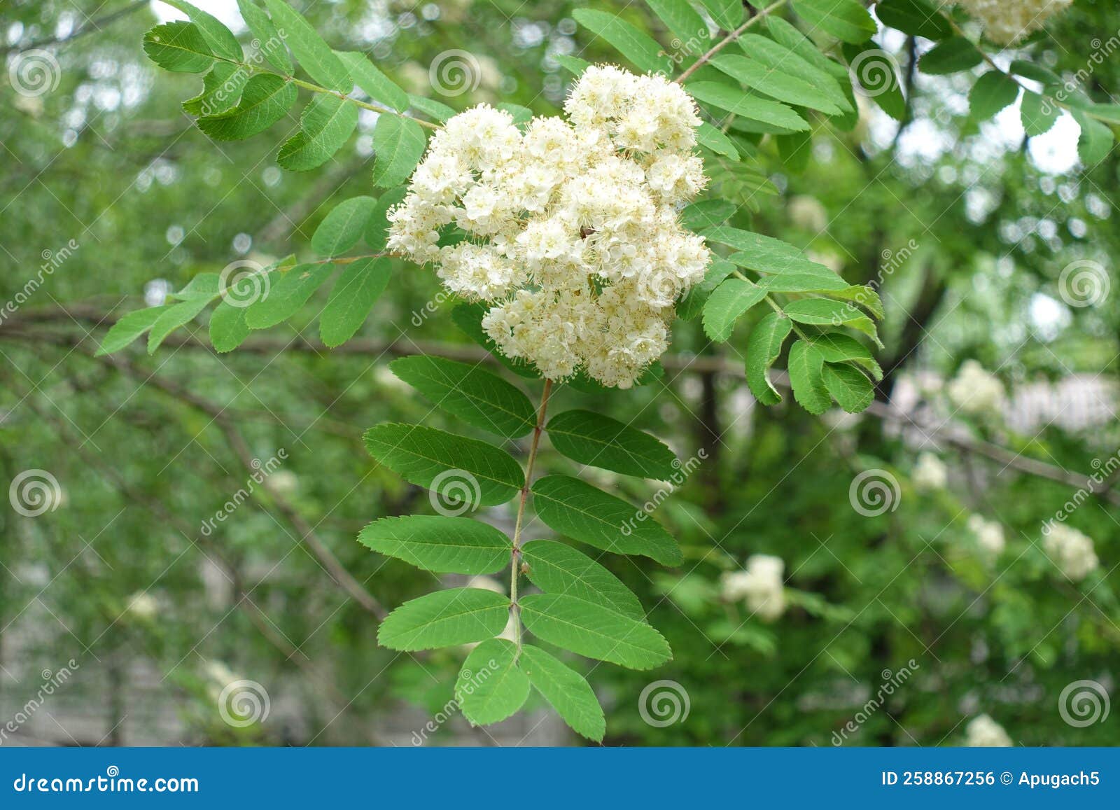 Dense Corymb of White Flowers of European Rowan in May Stock Photo ...