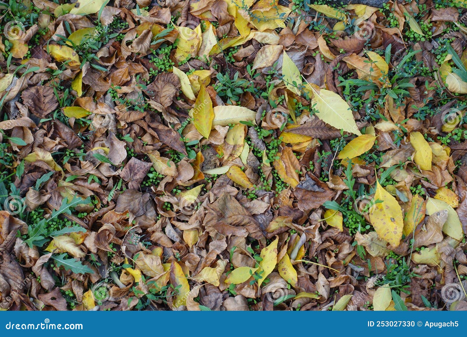 Dense Cover of Fallen Leaves on Greenery in October Stock Photo - Image ...