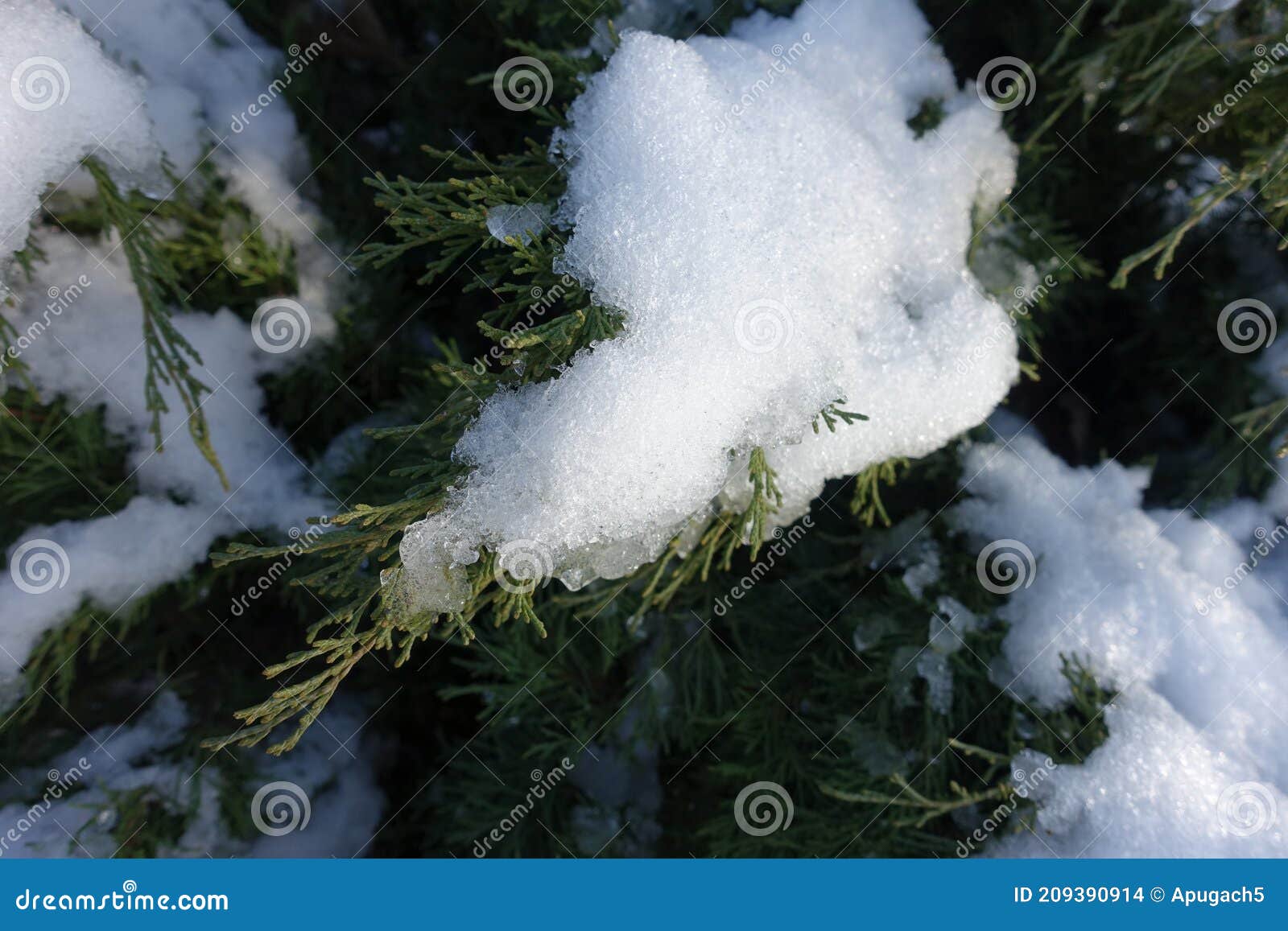 Dense Cover Of Haircap Moss Species (Polytrichum Longisetum) Stock ...