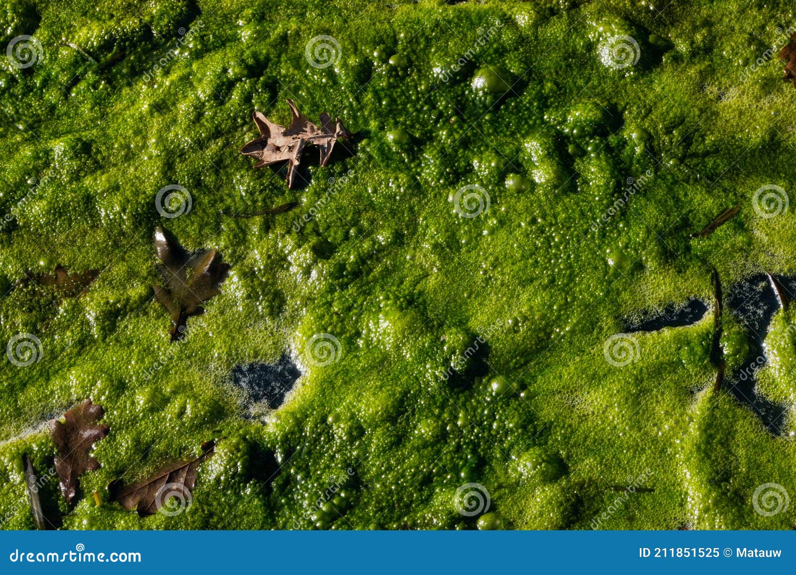 Dense Covering of Algae on Water Stock Image - Image of disgusting ...