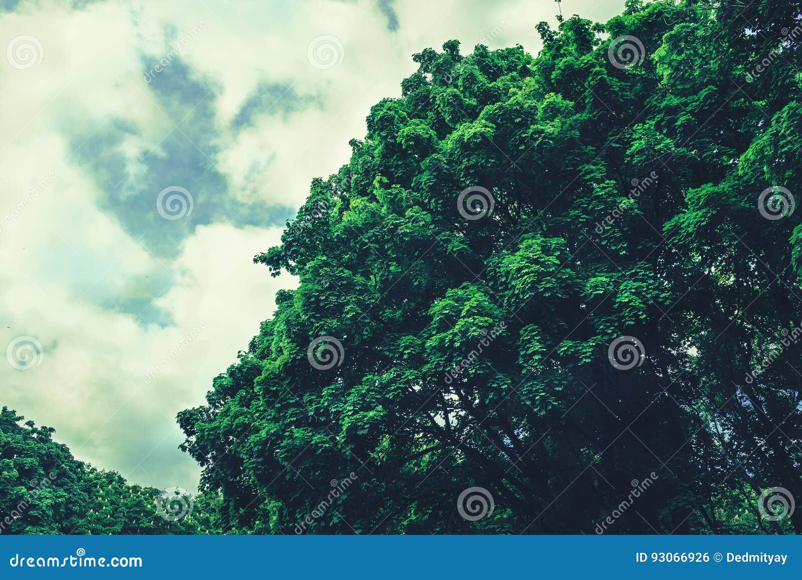 Dense Crown of a Large Tree Stock Photo - Image of leaf, ecological ...