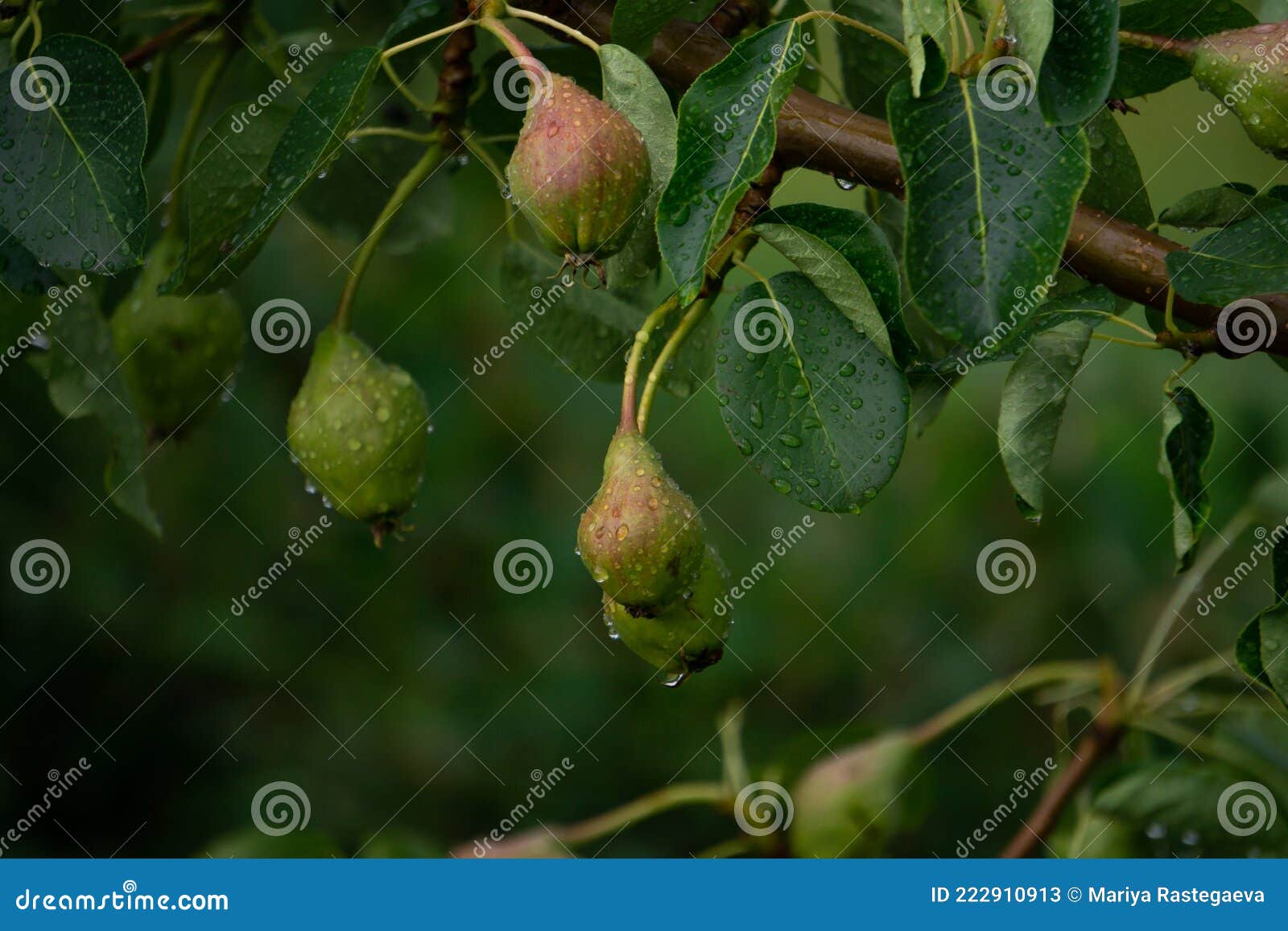 Dense crown of a pear tree stock image. Image of drops - 222910913
