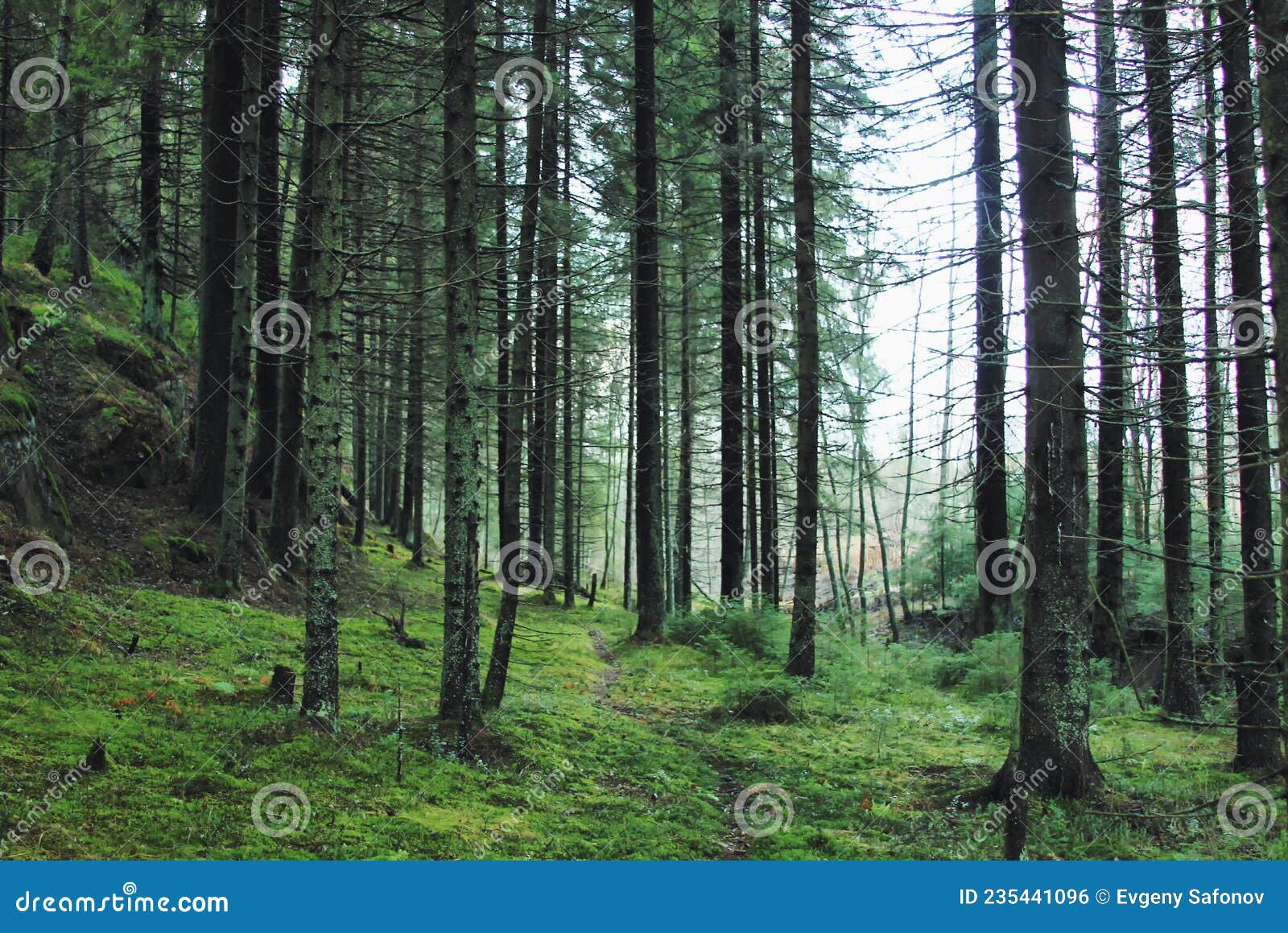Dense Damp Forest stock photo. Image of deciduous, branch - 235441096