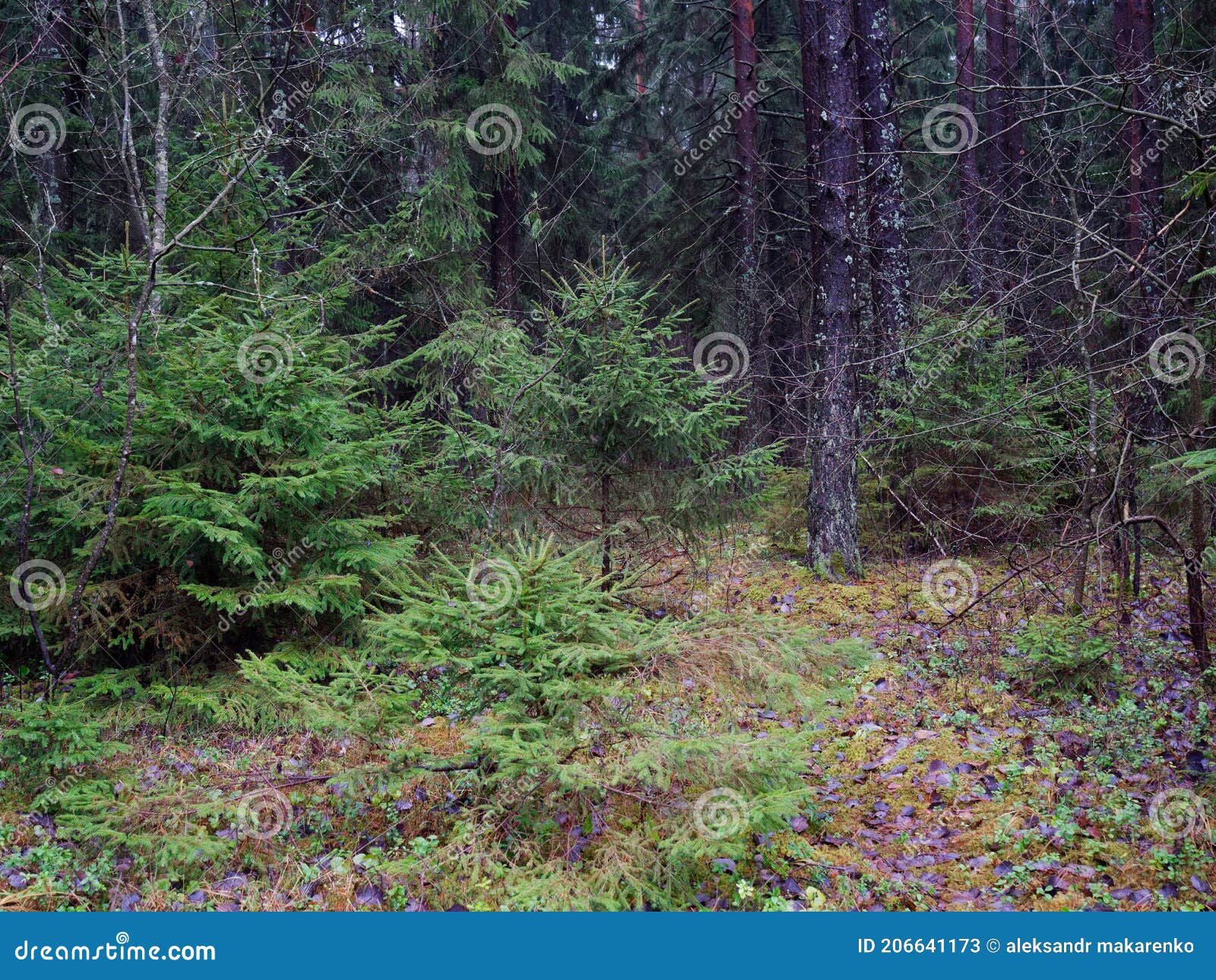 Dense Dark Forest in a Swampy Place Stock Image - Image of latvian ...