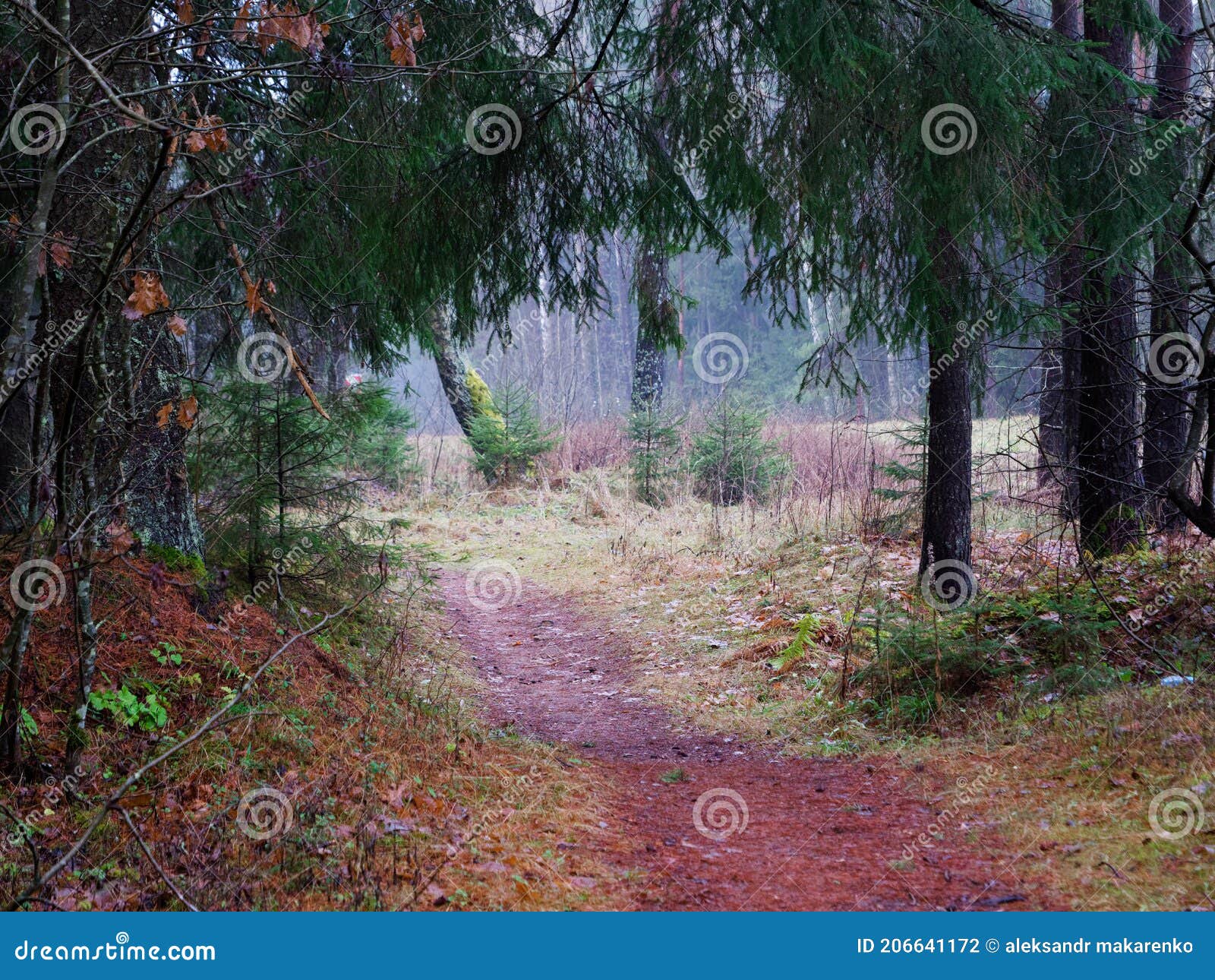 Dense Dark Spruce Forest with a Red Path Stock Photo - Image of park ...