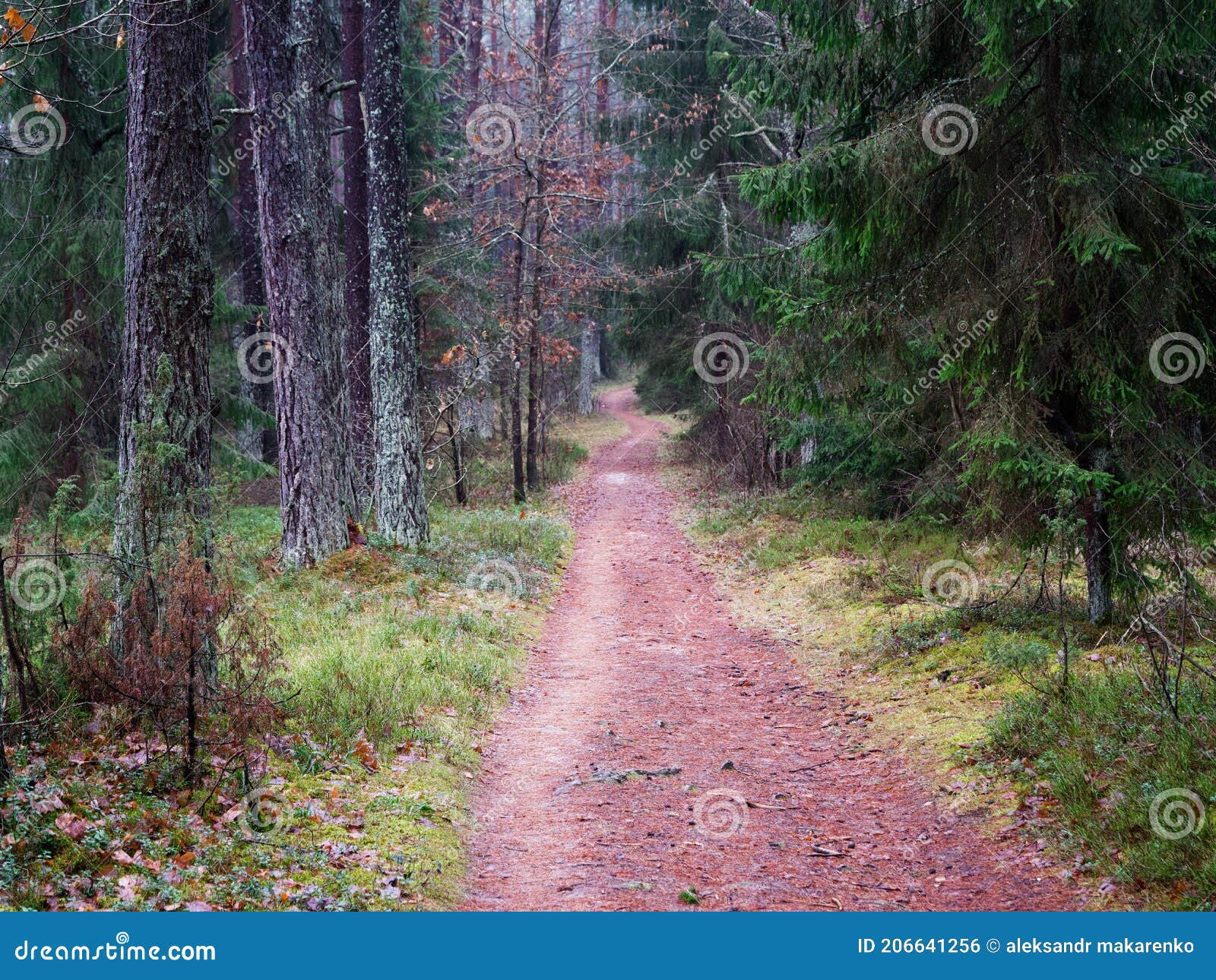 Dense Dark Spruce Forest with a Red Path Stock Photo - Image of ...