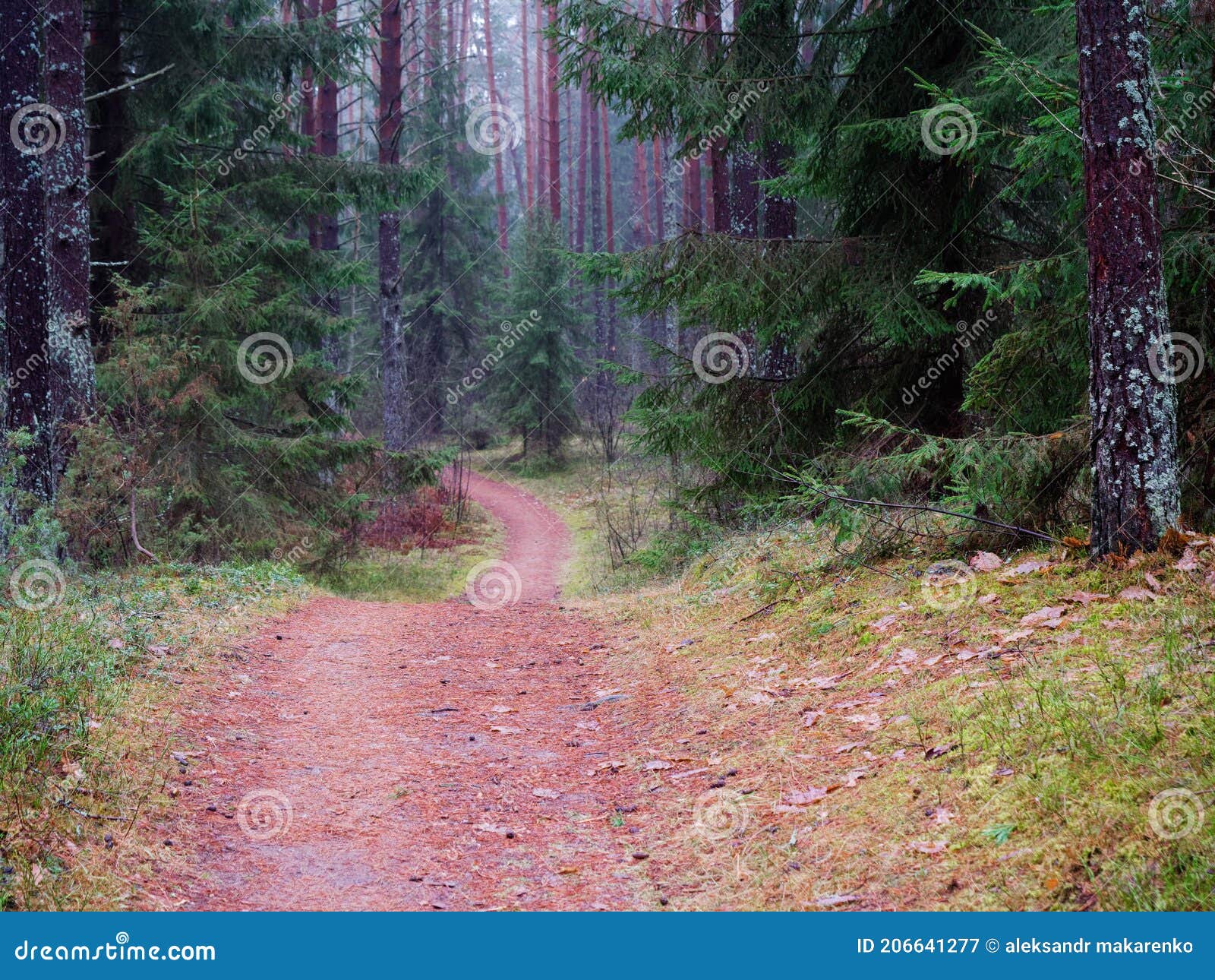 Dense Dark Spruce Forest with a Red Path Stock Image - Image of ...