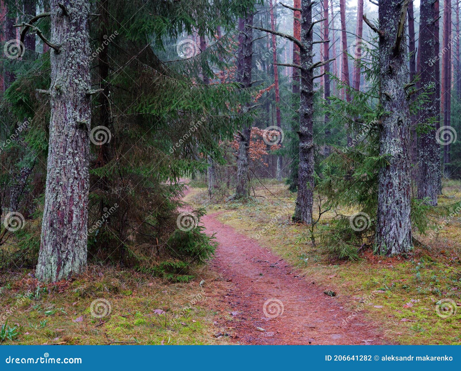 Dense Dark Spruce Forest with a Red Path Stock Photo - Image of green ...