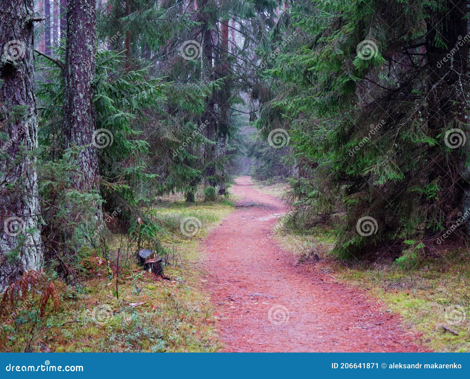 Dense Dark Spruce Forest with a Red Path Stock Image - Image of heat ...