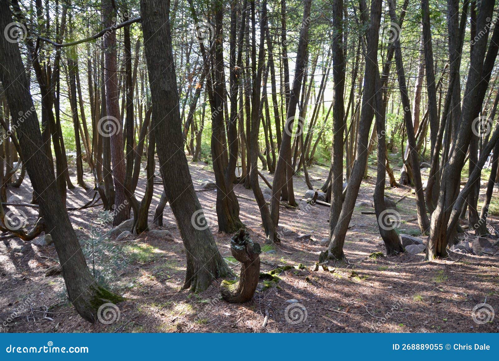 Dense Eastern White Cedar (Thuja Occidentalis) Forest Along the Shore ...