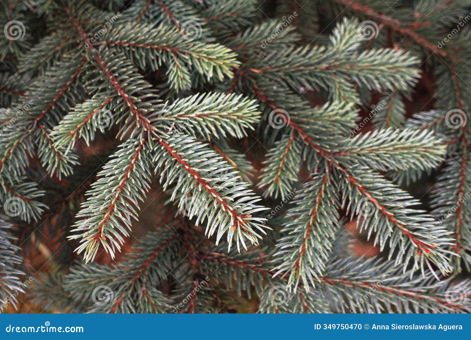 Dense Evergreen Branches in Natural Light Stock Photo - Image of ...