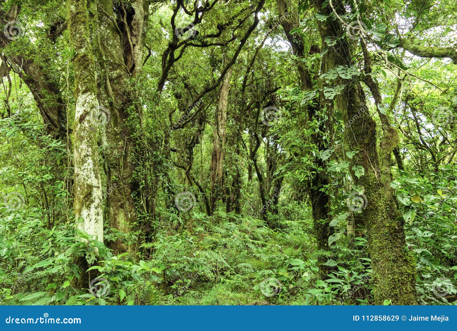 Dense evergreen forest stock image. Image of natural - 112858629 Dense evergreen forest stock image. Image of natural - 112858629