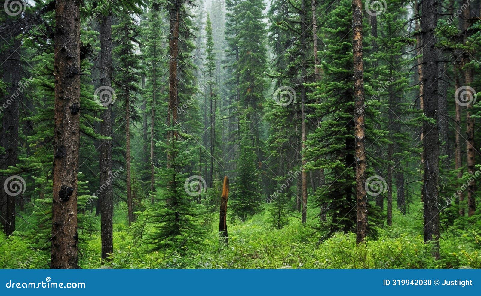 A Dense Evergreen Forest with Its Towering Trees Providing a Safe Haven ...