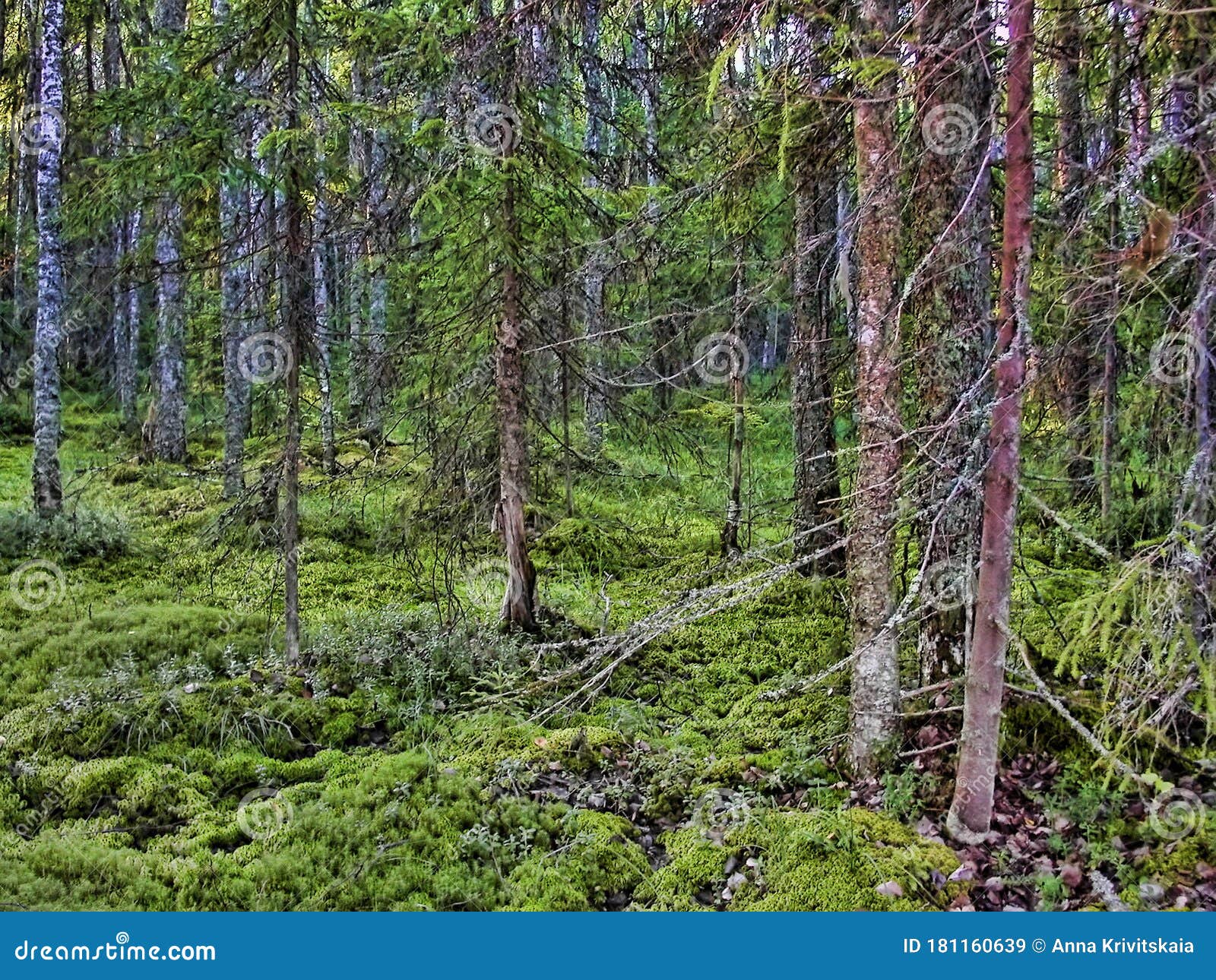 Fir forest with moss stock image. Image of fall, evergreen - 181160639