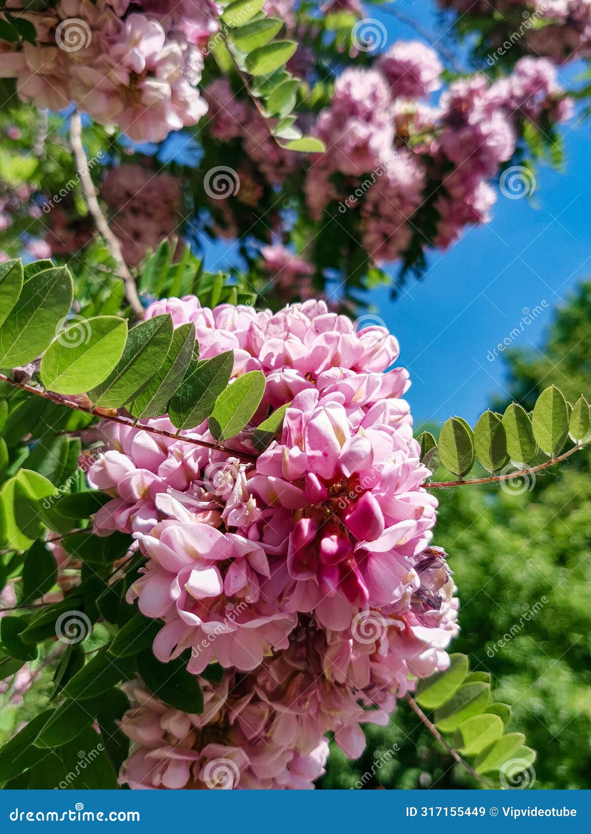 Dense Flower Buds on Tree BranchesDense Flower Buds on Tree Branches ...