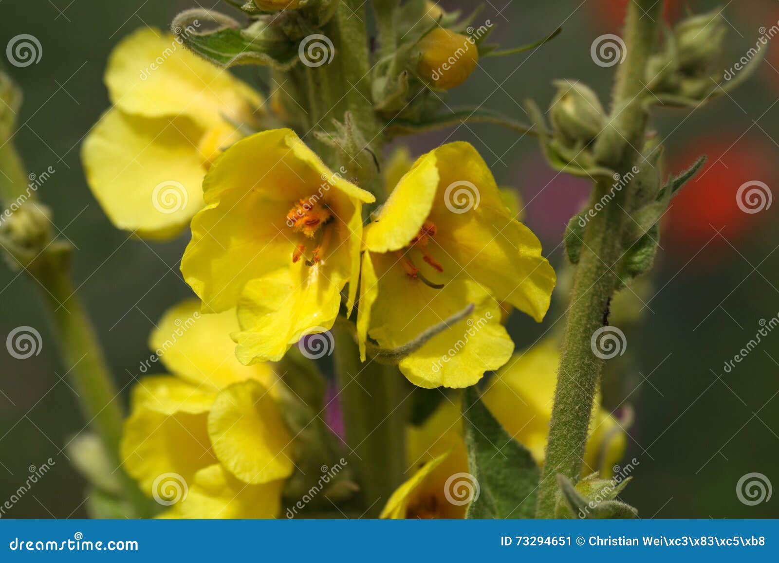 Dense Flowered Mullein (Verbascum Densiflorum) Stock Image - Image of ...