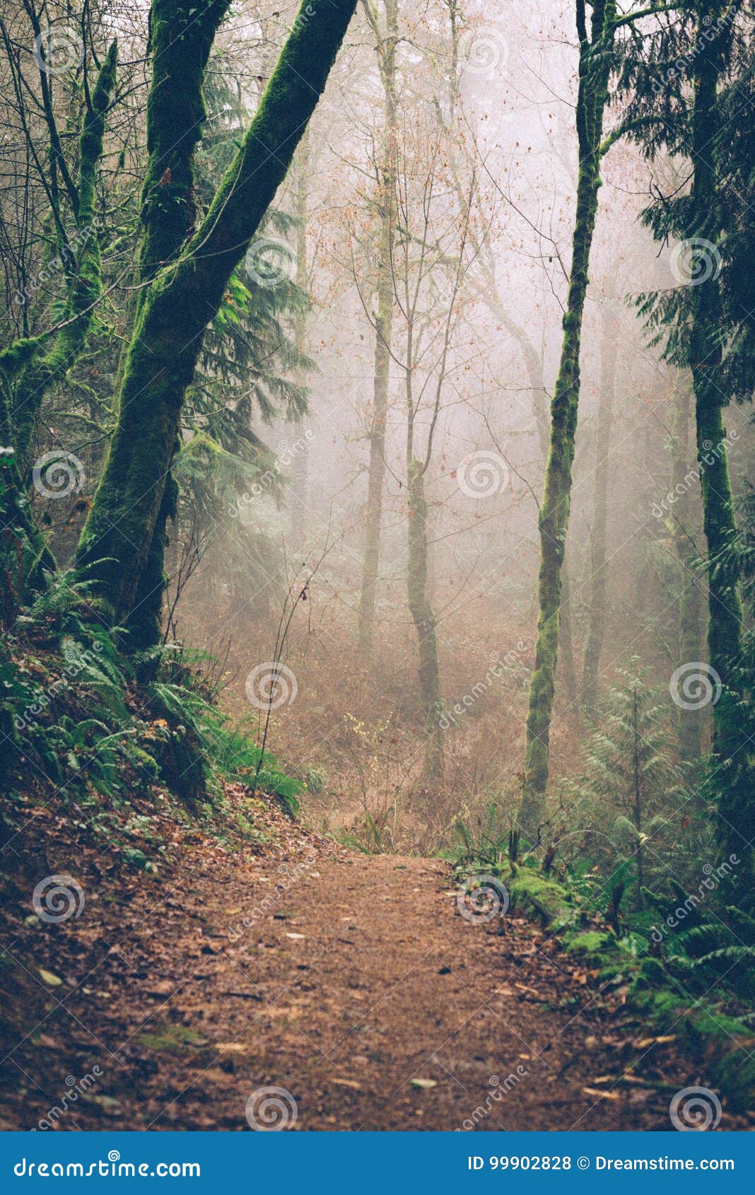 Foggytrail Stock Photos - Free & Royalty-Free Stock Photos from Dreamstime