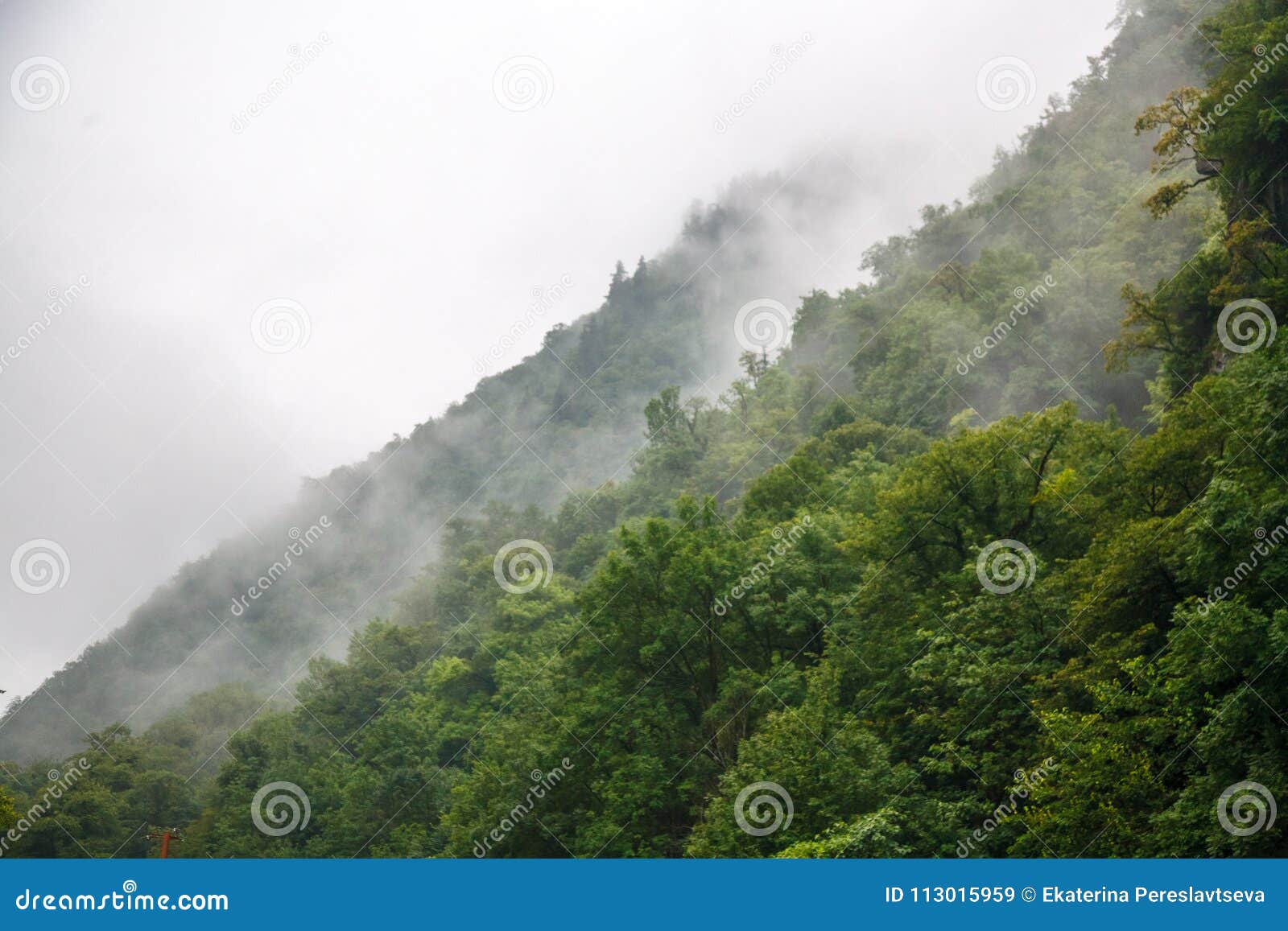 Dense fog over the trees stock image. Image of autumn - 113015959