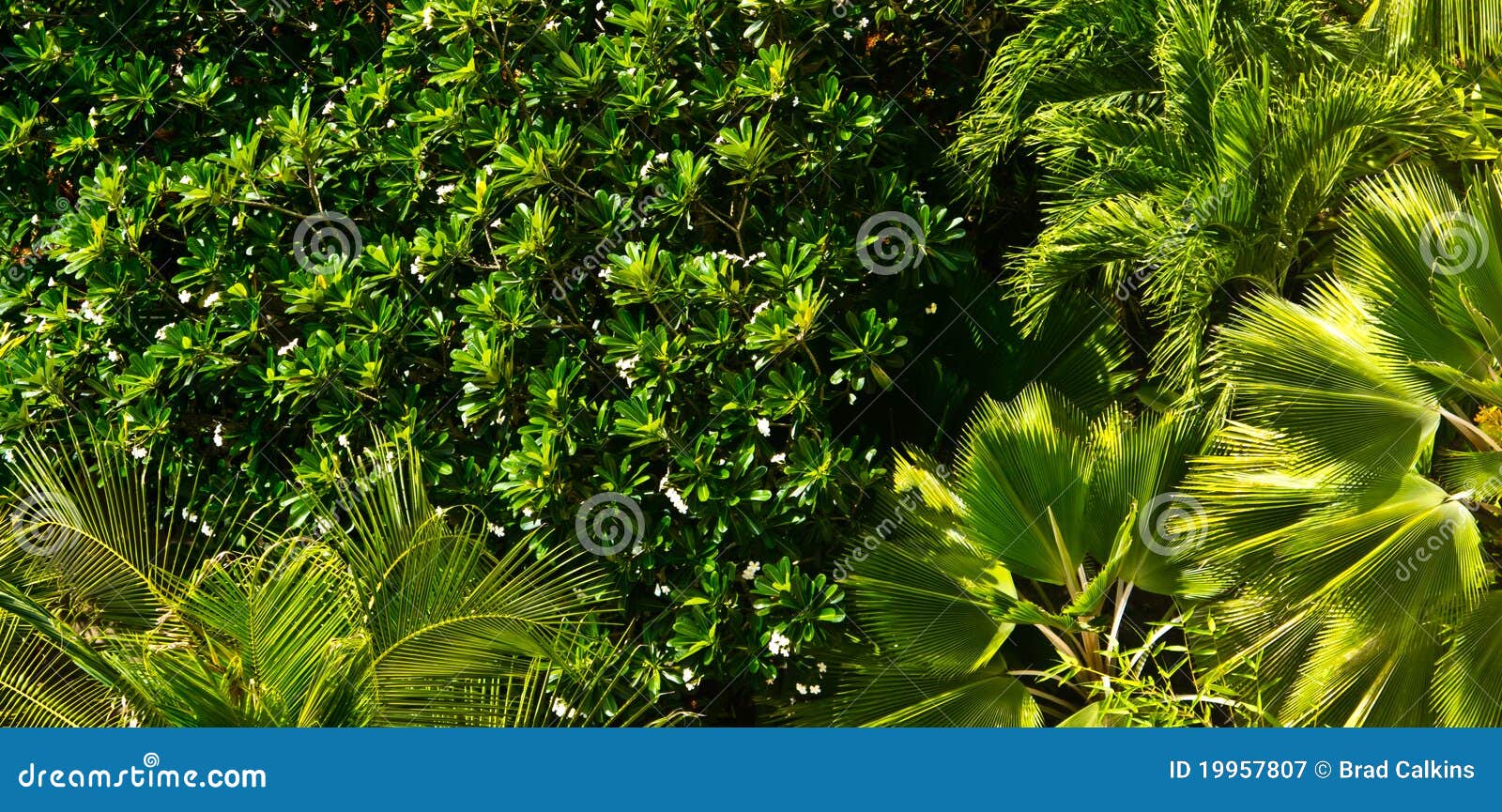Dense foliage stock image. Image of banner, palm, tree - 19957807