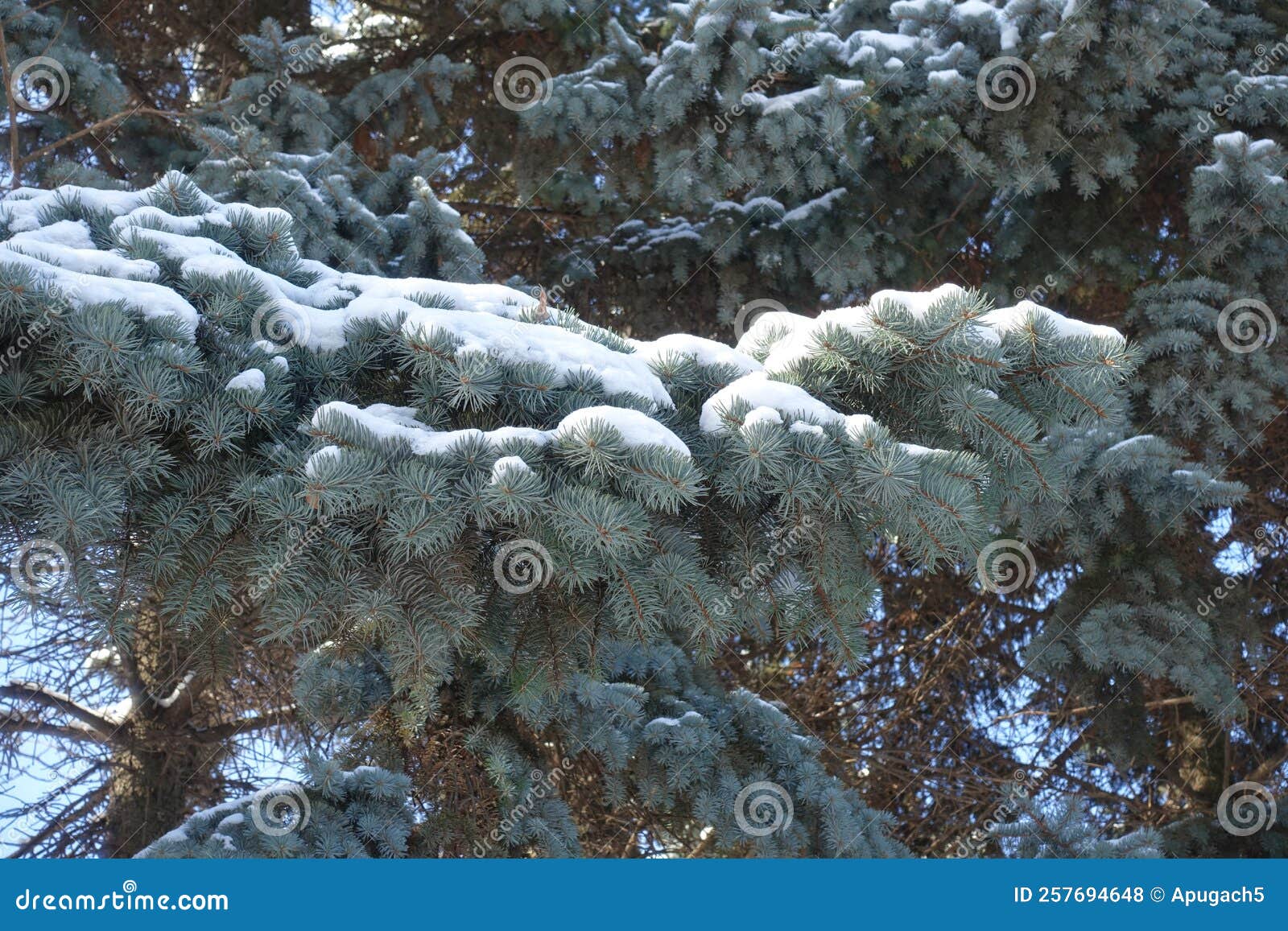 Dense Foliage of Blue Spruce Covered with Snow in February Stock Photo ...