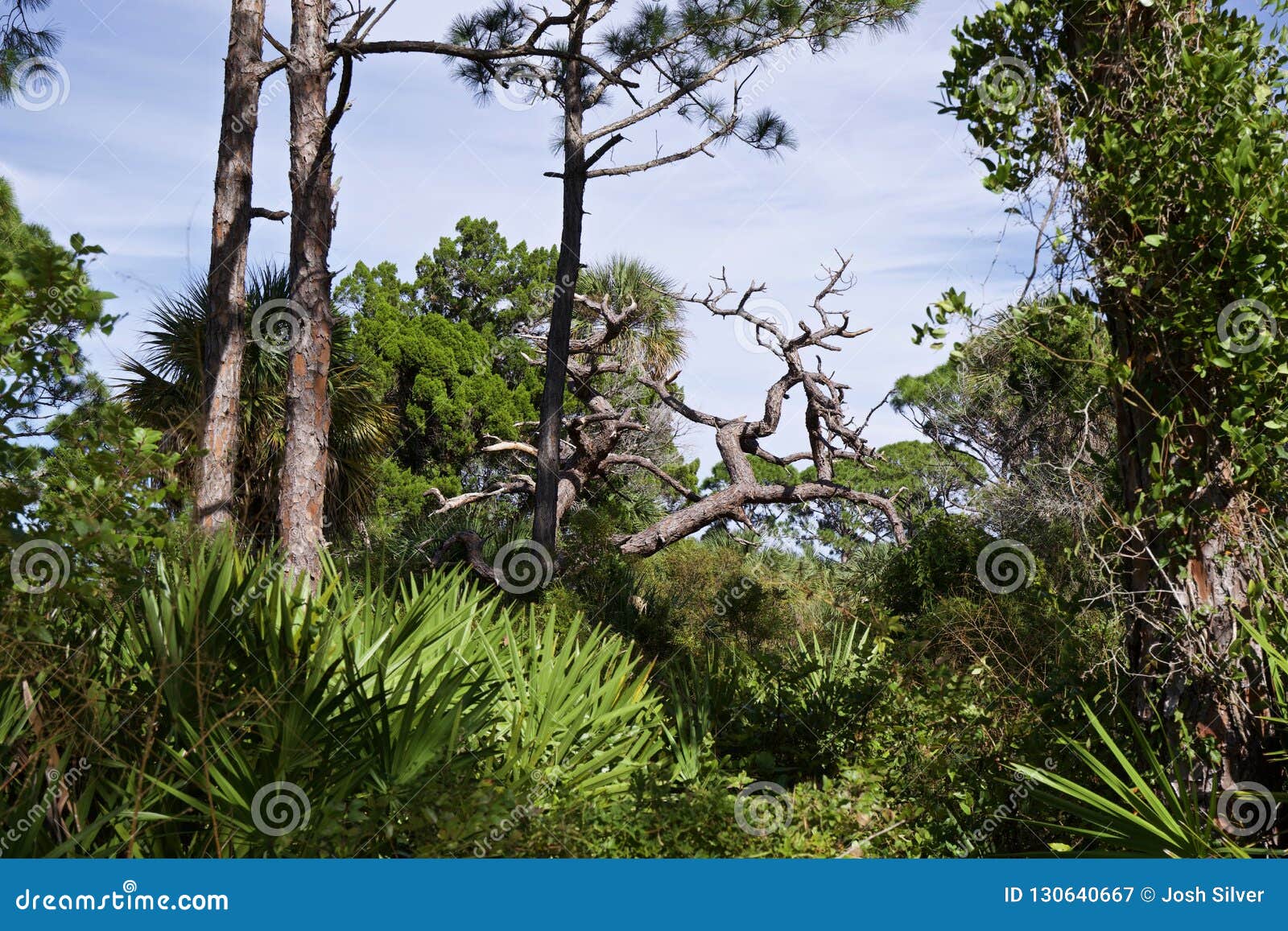 Dense Foliage with a Dead Tree Stock Image - Image of plants, forest ...