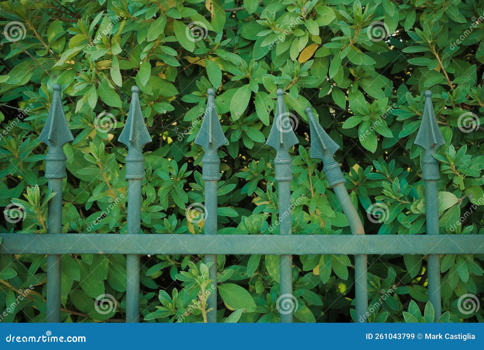 Dense Foliage and Old Iron Fence Top with Bent Picket Stock Image ...