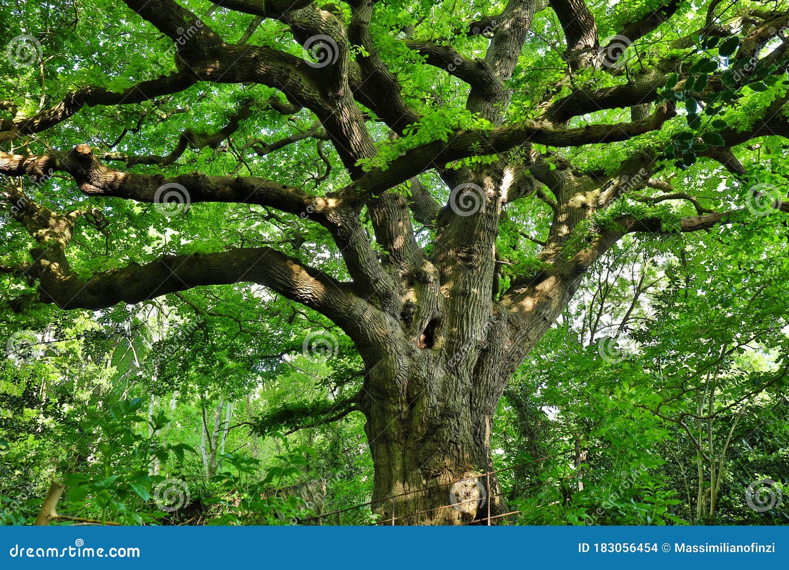 Deciduous Forest Oak Tree