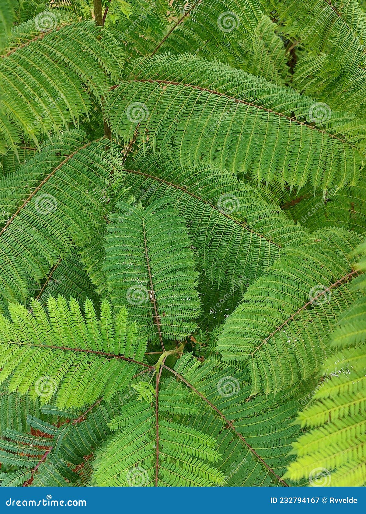 The Dense Foliage Of The Wetlands Envelops The Train In A Natural ...