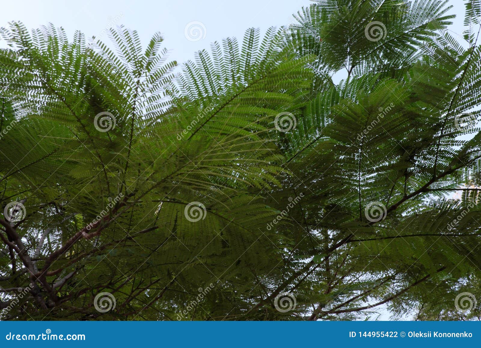 Dense Foliage of a Tropical Tree, Greenery, Vegetation Background, Tree ...
