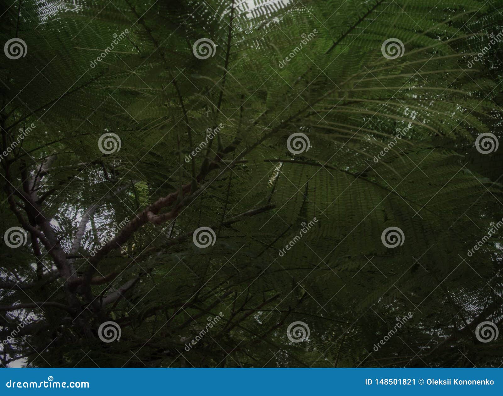 Dense Foliage of a Tropical Tree, Greenery, Vegetation Background, Tree ...