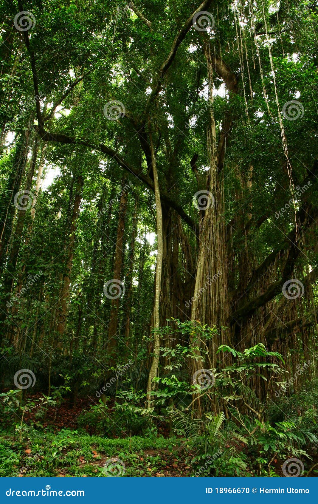 Dense Forest stock photo. Image of forest, dark, grass - 18966670