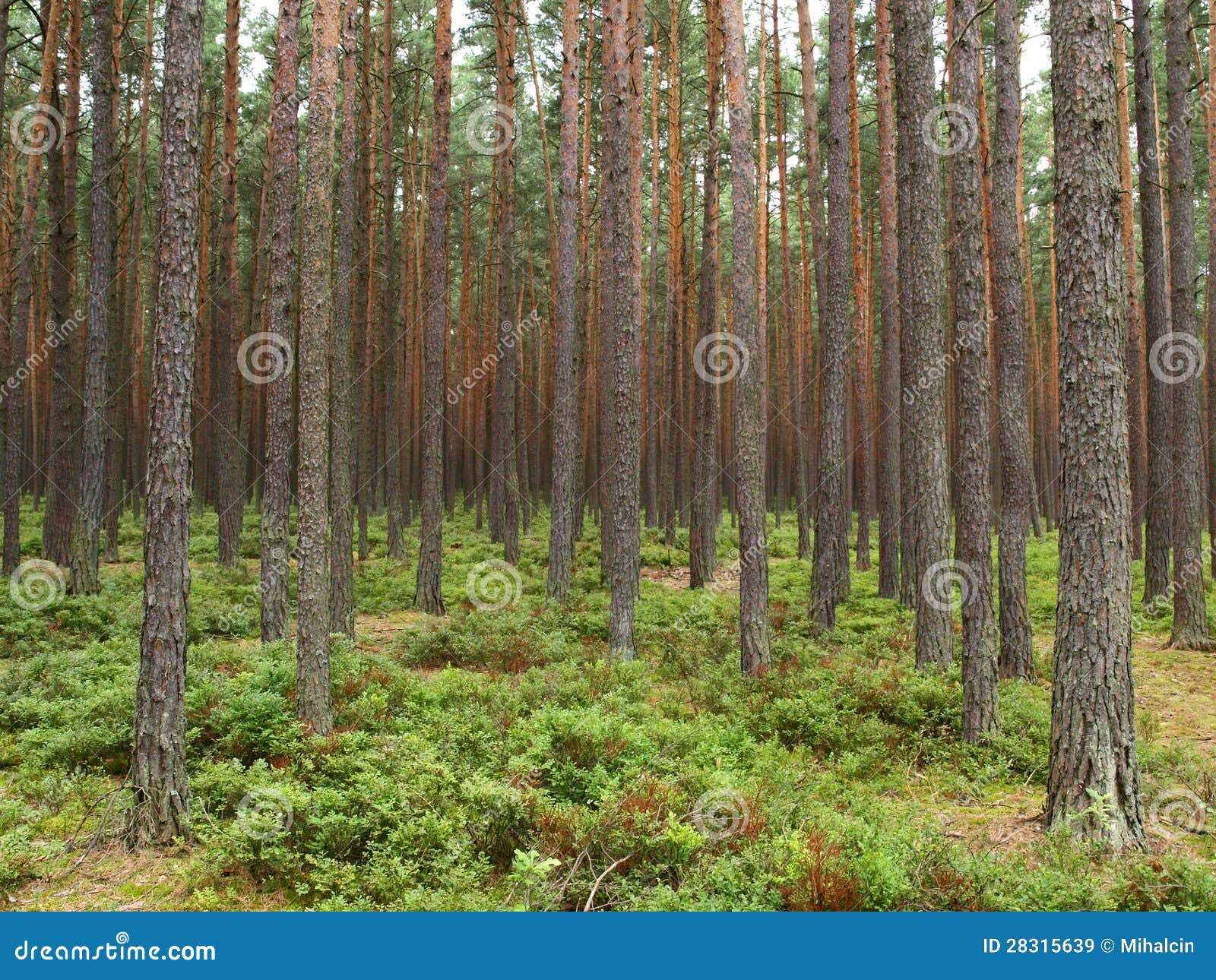 Dense forest stock image. Image of czech, republic, bilberries - 28315639