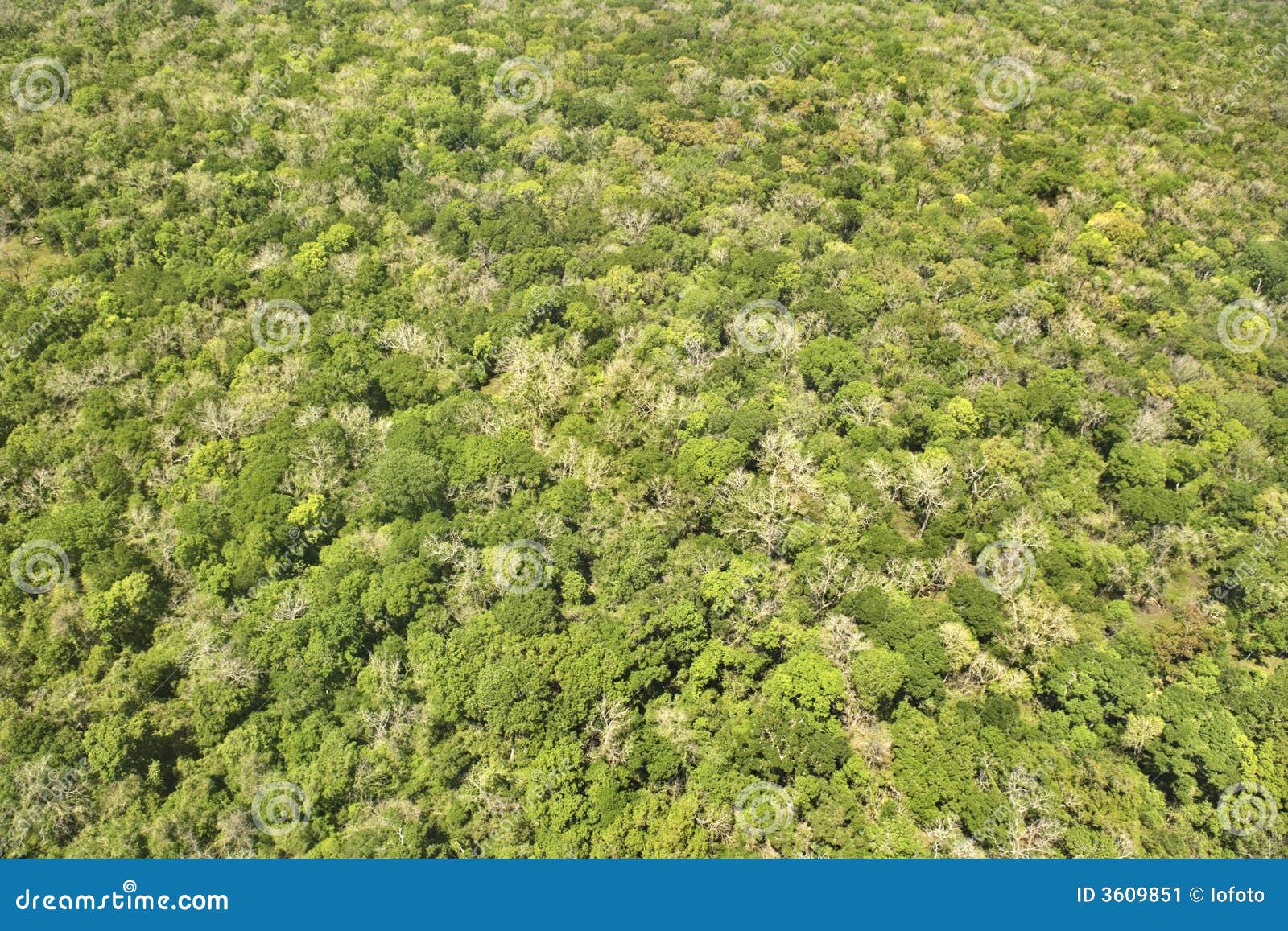 Dense forest. stock image. Image of leaves, outdoors, high - 3609851