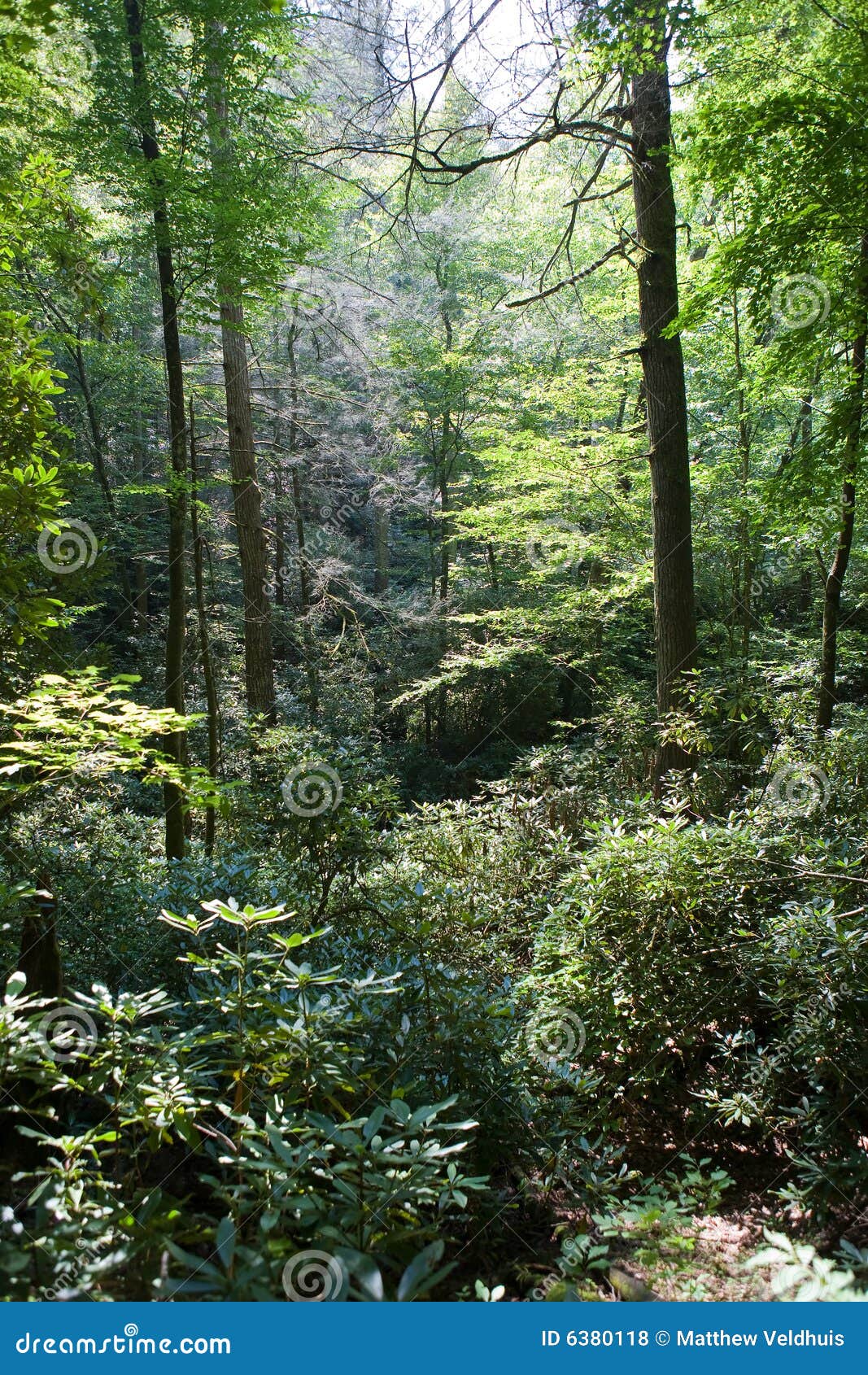 Dense forest stock photo. Image of shrubs, green, dense - 6380118