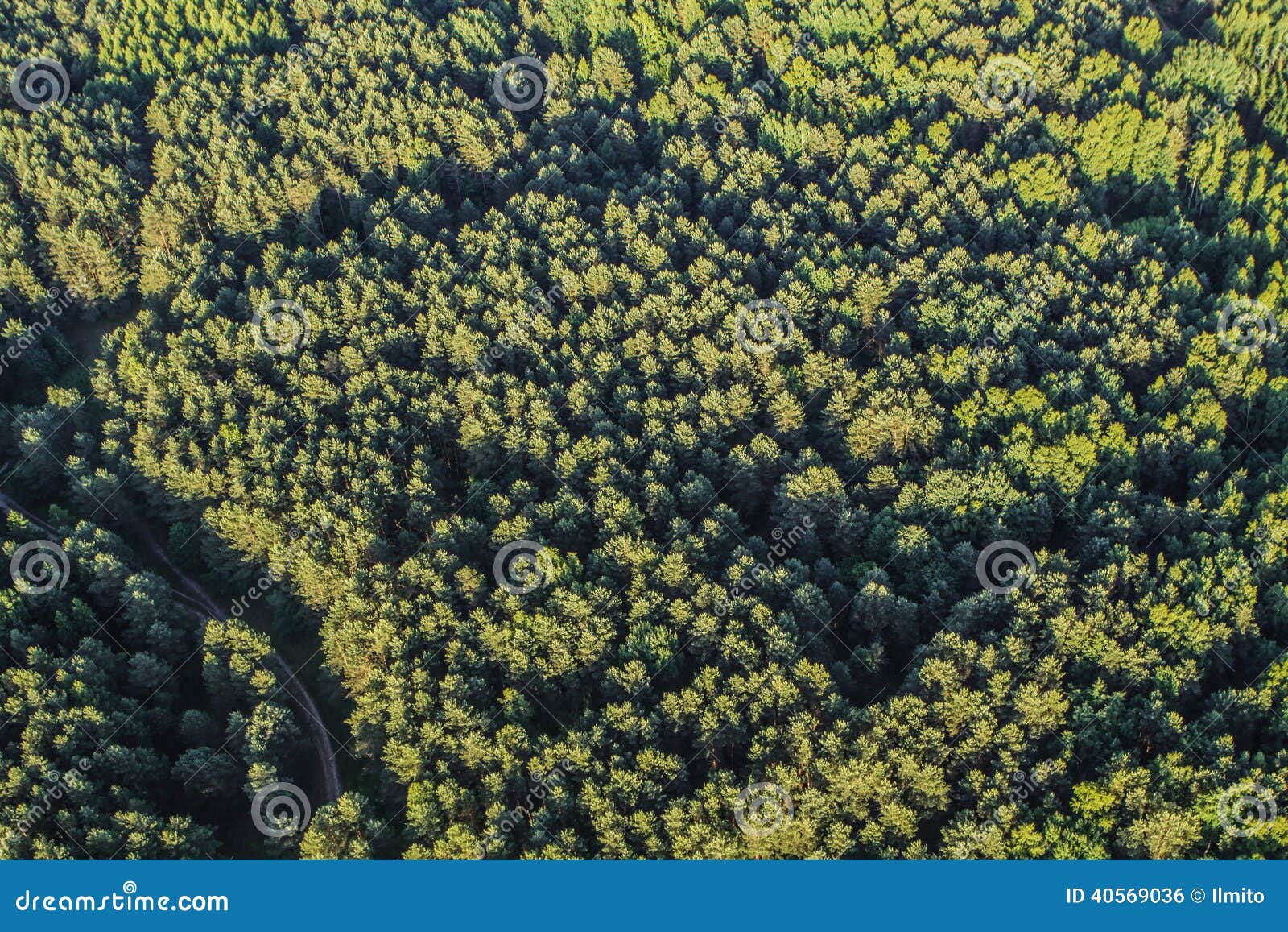 Dense forest. stock photo. Image of green, trees, aerial - 40569036