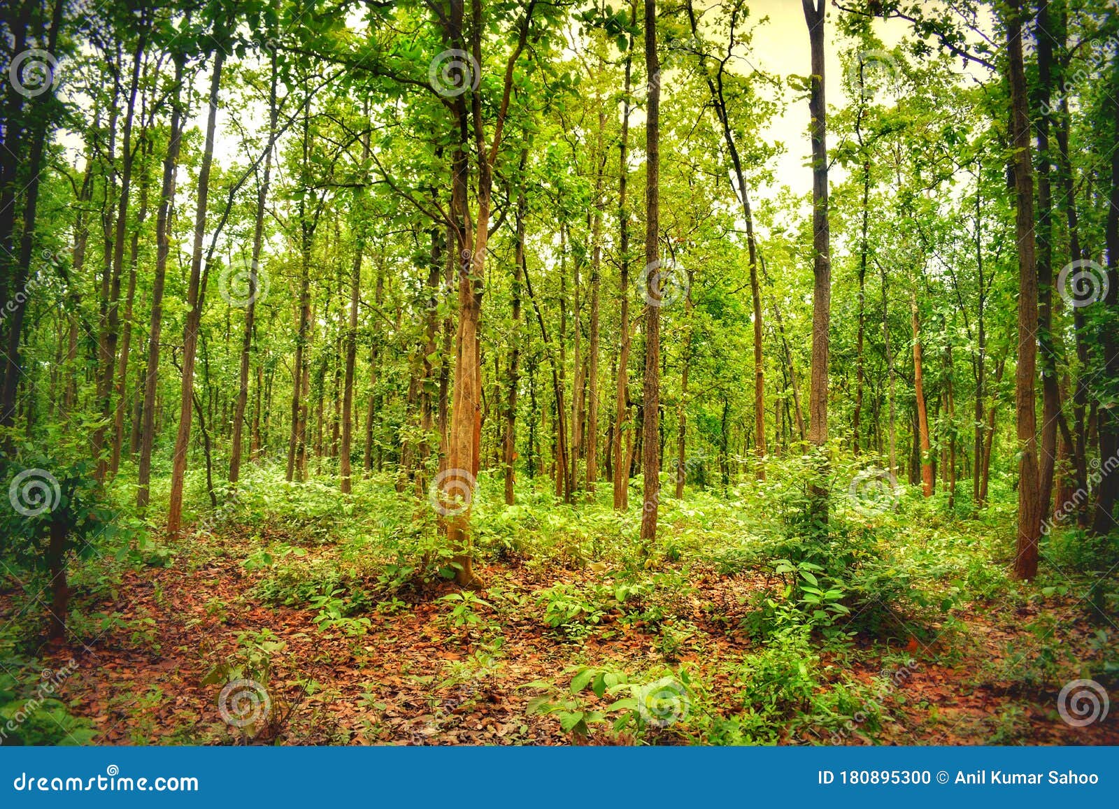 Dense Forest amazing stock photo. Image of dense, click - 180895300